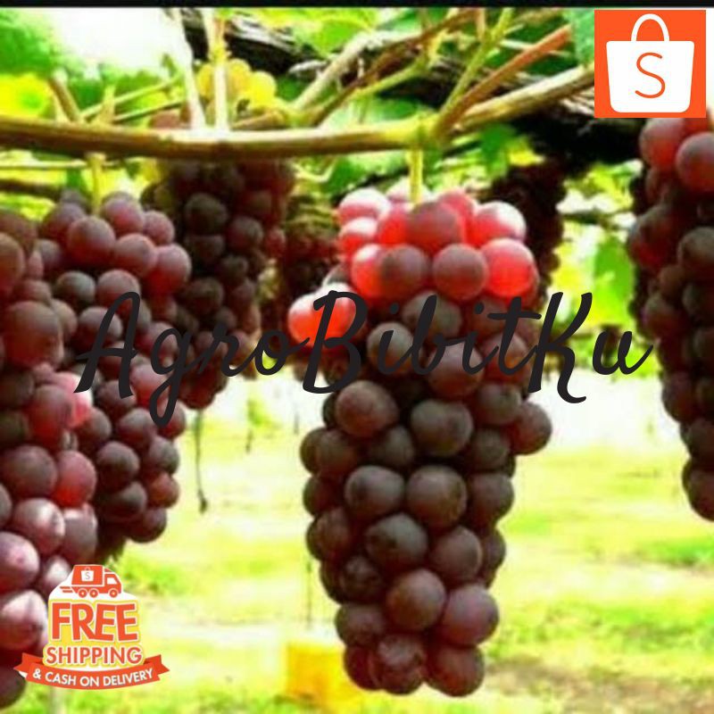 Jual BIBIT ANGGUR IMPORT NINEL TANAMAN BUAH ANGGUR BER ATAS yesss ...