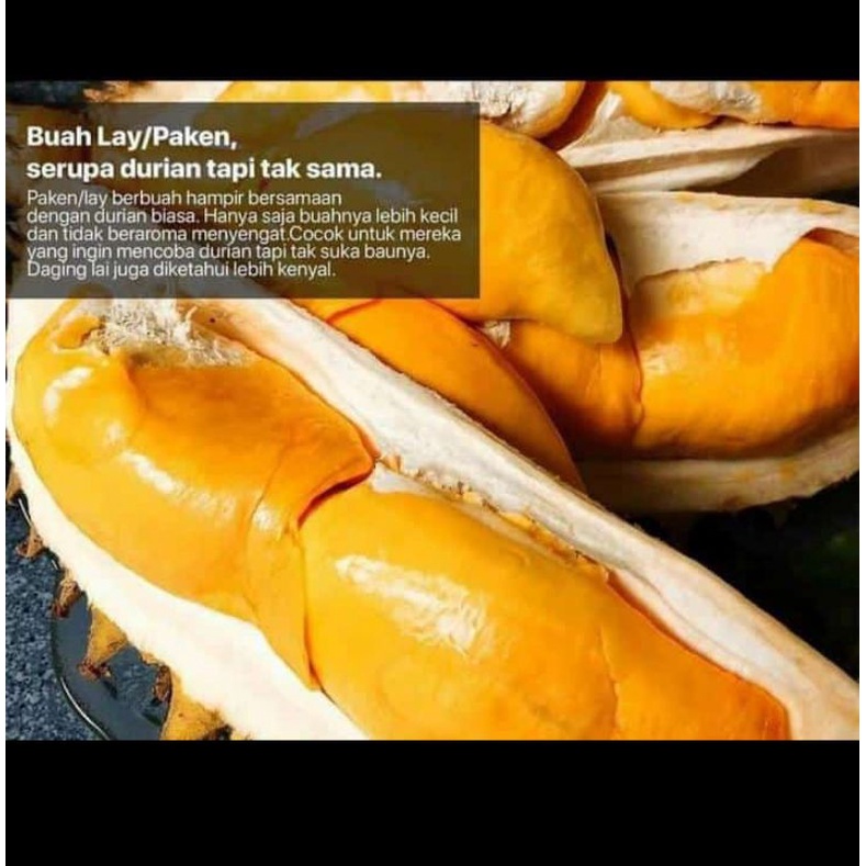 Jual Buah LAI (Kalimantan) | Shopee Indonesia