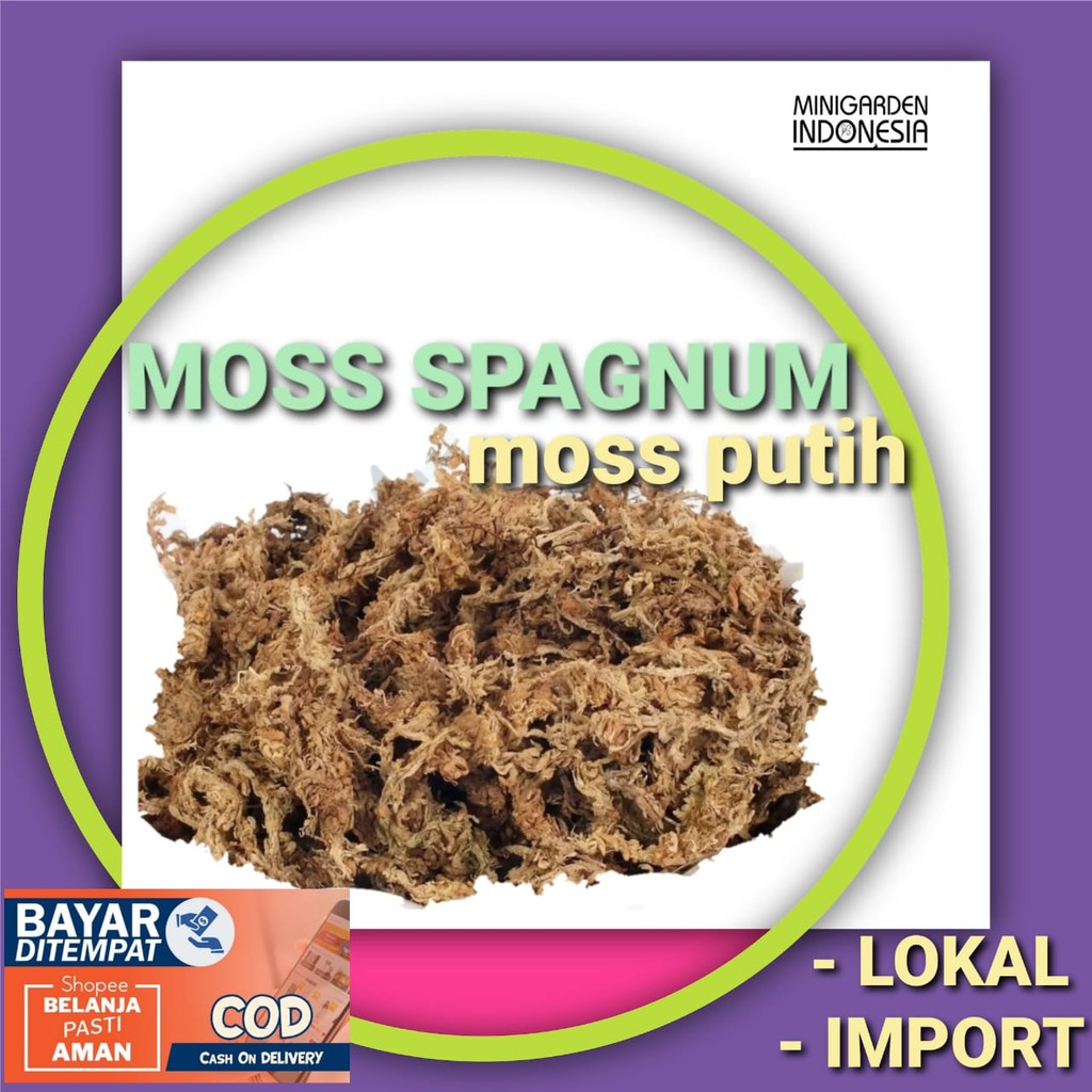 Jual MOSS SPHAGNUM LOKAL mos putih spagnum lumut hutan kering media ...