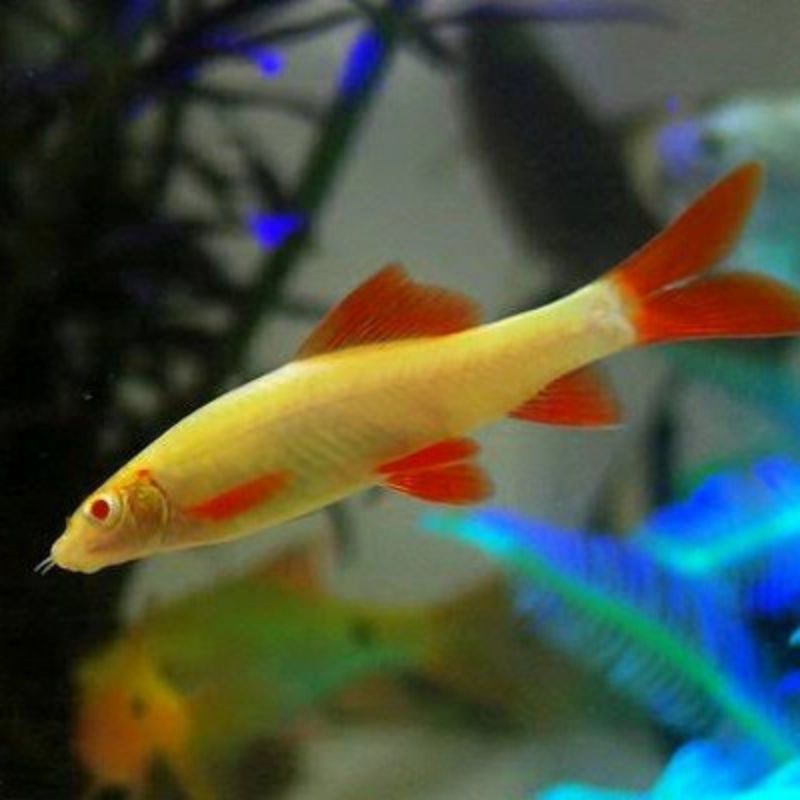 Jual ikan hias redfin albino aquascape | Shopee Indonesia