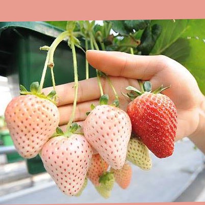 Jual Bibit Benih Biji White Alpine Strawberry - Biji Tanaman Pohon ...