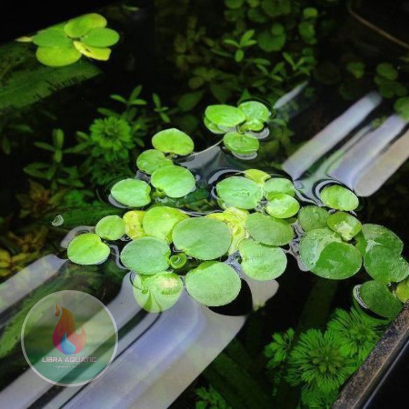 Jual Amazon frogbit tanaman aquascape / paludarium | Shopee Indonesia