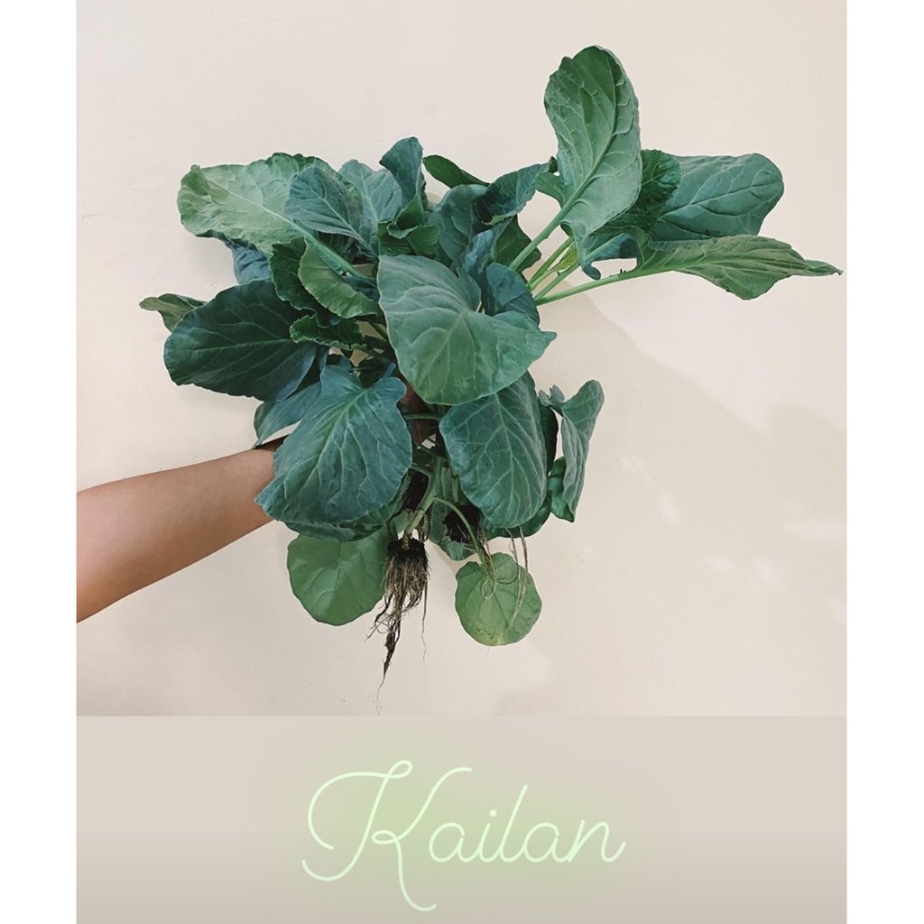 Jual Sayur kailan 250 gr hidroponik sayur sawi samhong pakcoy kangkung ...