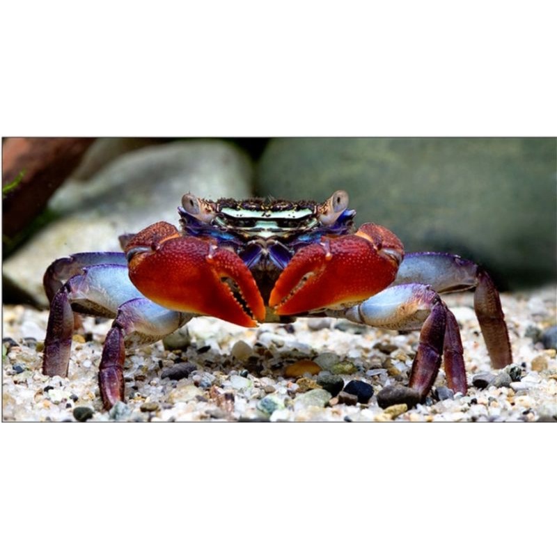 Jual kepiting hias, parasesarma eumolpe (red claw marsh crab ) kepiting ...