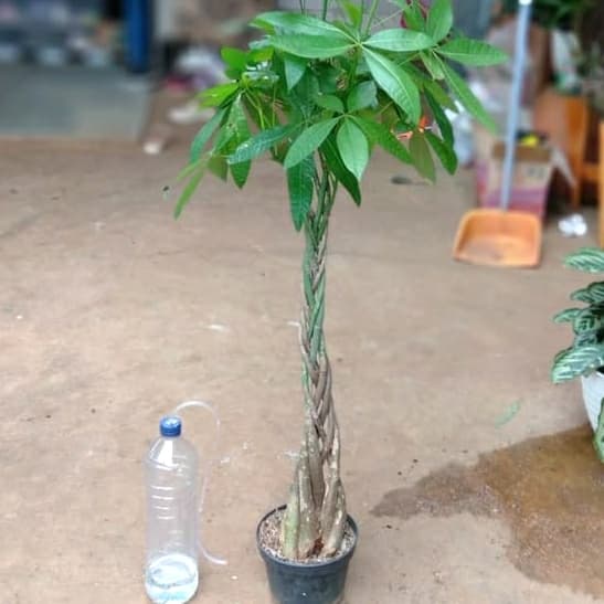 Jual Pachira aquatica | money tree pohon uang | Shopee Indonesia