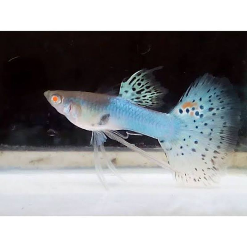Jual Ikan Hias Guppy Albino Japan Blue Mozaik Perpasang | Shopee Indonesia
