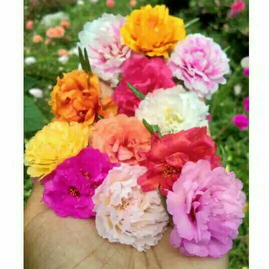 Jual Sutra Bombay - Bunga Jam 8 - Tanam hias krokot sutra - Tanaman ...