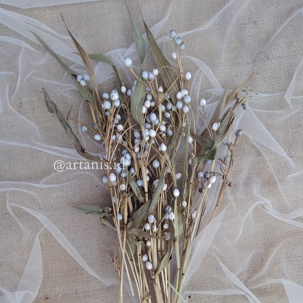 Jual Bunga Kering Jali-Jali / Dried Flower Jali / Dekorasi Foto (1 ...