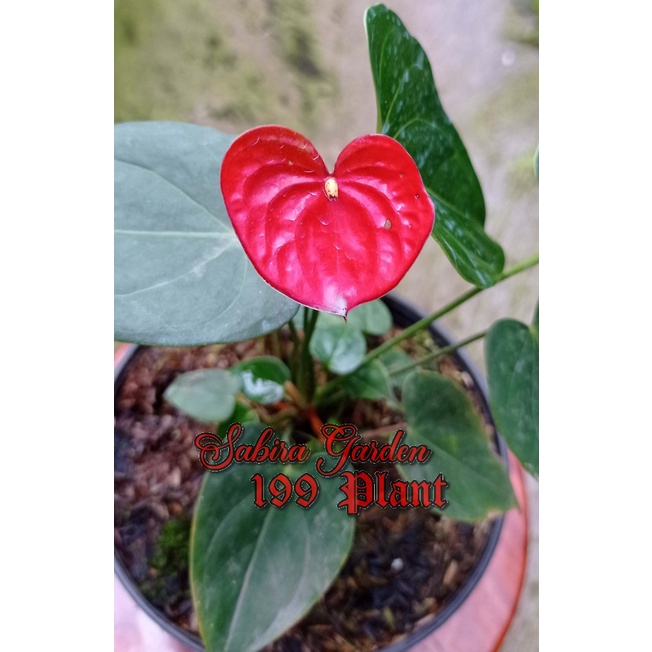 Jual TANAMAN HIAS DIDALAM RUANGAN Anthurium bunga merah HOLLAND ...