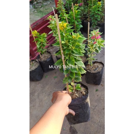 Jual (Beli 3 gratis 1)Bibit tanaman bunga bougenvill - bugenvil ...