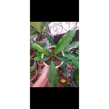 Jual anthurium gelcin varigata | Shopee Indonesia