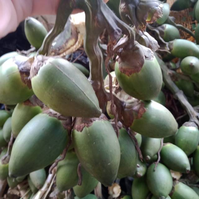 Jual Buah pinang muda obat kuat pria alami(1kg) | Shopee Indonesia