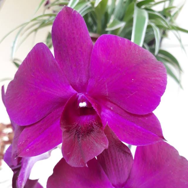 Jual ANGGREK DENDROBIUM PURPLE CHASTIN (25k) | Shopee Indonesia