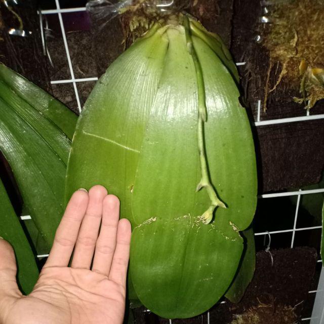 Jual Anggrek phalaenopsis bellina | Shopee Indonesia Jual Anggrek phalaenopsis bellina | Shopee Indonesia