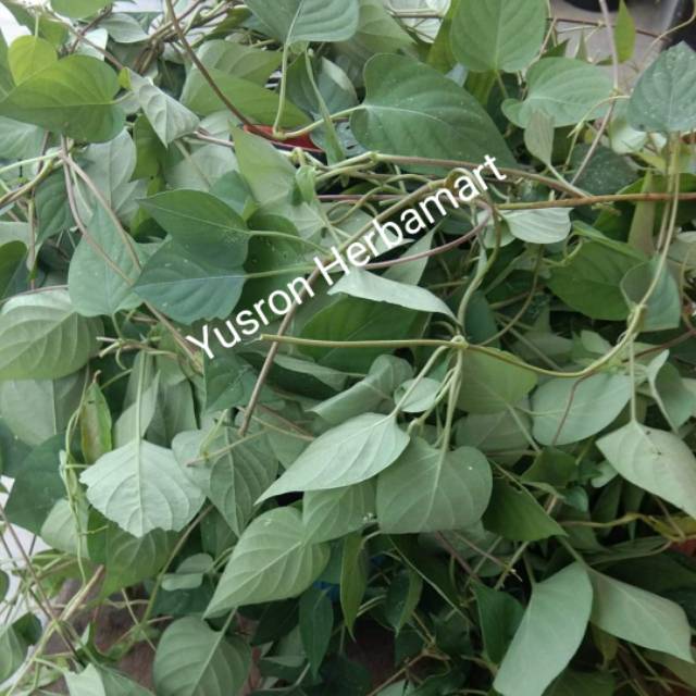 Jual DAUN SIMBUKAN SEGAR 500 GRAM | Shopee Indonesia