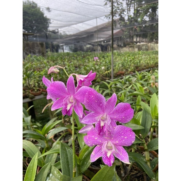 Jual Anggrek Dendrobium Star Ping | Shopee Indonesia