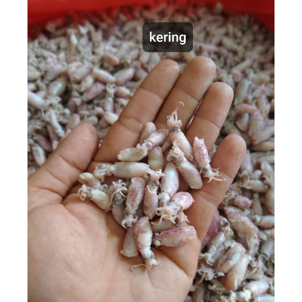 Jual Baby Cumi 0,5 - 1 cm 1000 Gram (1 KG) | Shopee Indonesia