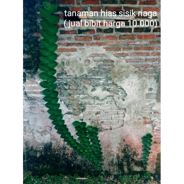 Jual Tanaman Hias Sisik Naga Siisik Naga Bunga Sisik Naga | Shopee ...