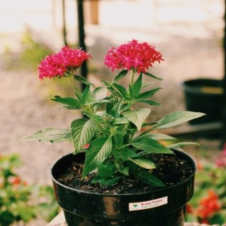 Jual Tanaman hias Verena merah / bunga Pentas merah (Pentas lanceolata ...