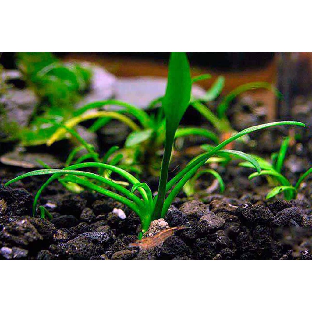 Jual Cryptocoryne Mini parva Tanaman Aquascape Murah | Shopee Indonesia