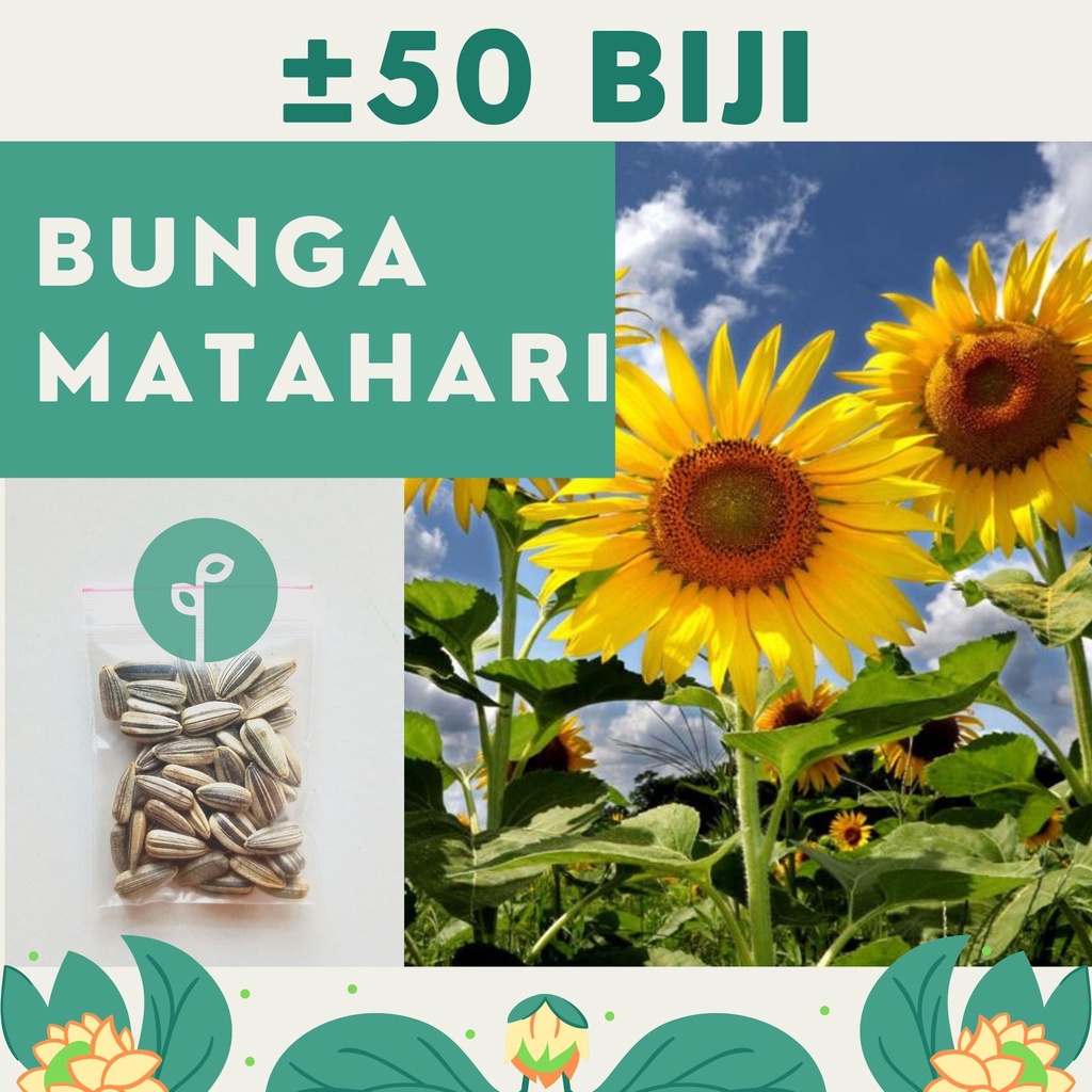 Jual 50 Benih Bibit Matahari Benih Bunga Matahari Kuning Unggul Bibit ...