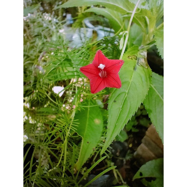 Jual Biji songgo langit/ rincik bumi merah isi 30 biji | Shopee Indonesia