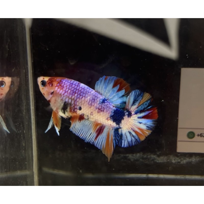 Jual ikan cupang jantan nemo multicolour ungu top grade | Shopee Indonesia