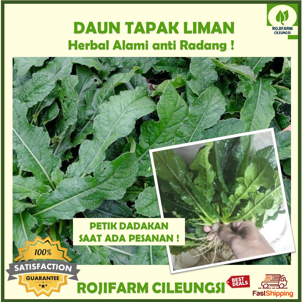 Jual Daun Tapak Liman Segar 100 gr | Shopee Indonesia