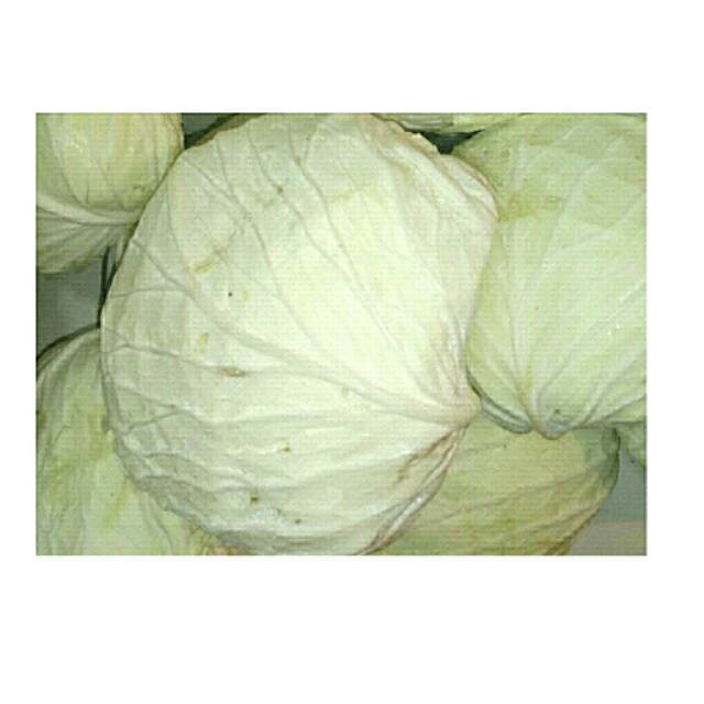 Jual Kol/White cabbage/500 gram | Shopee Indonesia