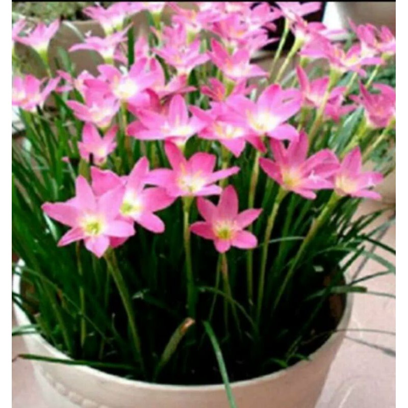 Jual pohon kucay tulip bunga pink | Shopee Indonesia