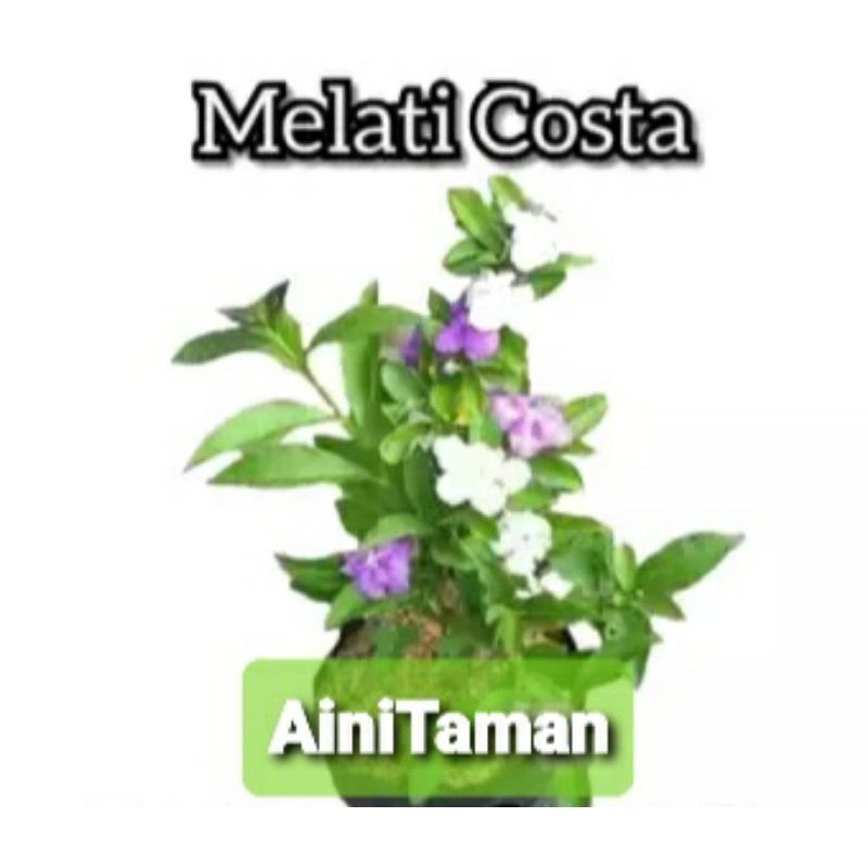 Jual Tanaman Hias Melati Costa - Melati Kosta - Pohon Melati | Shopee ...