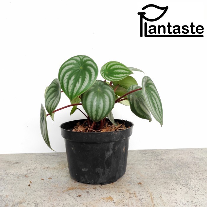 Jual Watermelon Peperomia Argyreia Tanaman Hias Indoor Daun Buah ...