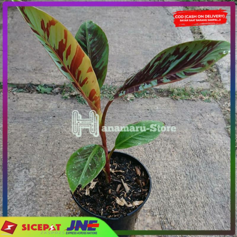 Jual Tanaman hias pisang varigata Banana blood varigata | Shopee Indonesia