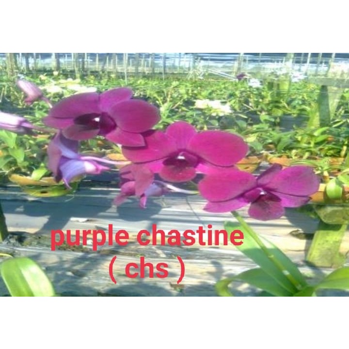 Jual Anggrek dendrobium Verus Purple Chastine ( CHS ) | Shopee Indonesia