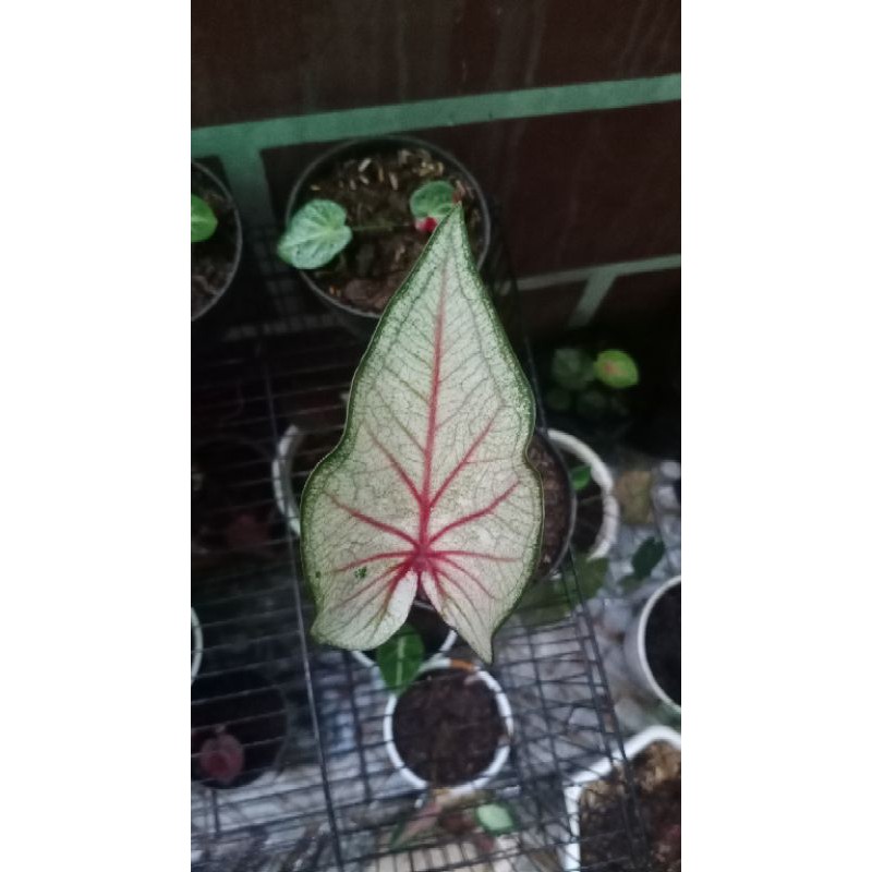 Jual Keladi /caladium Lai Thai 2 Daun (Khusus Pulau Jawa) | Shopee ...