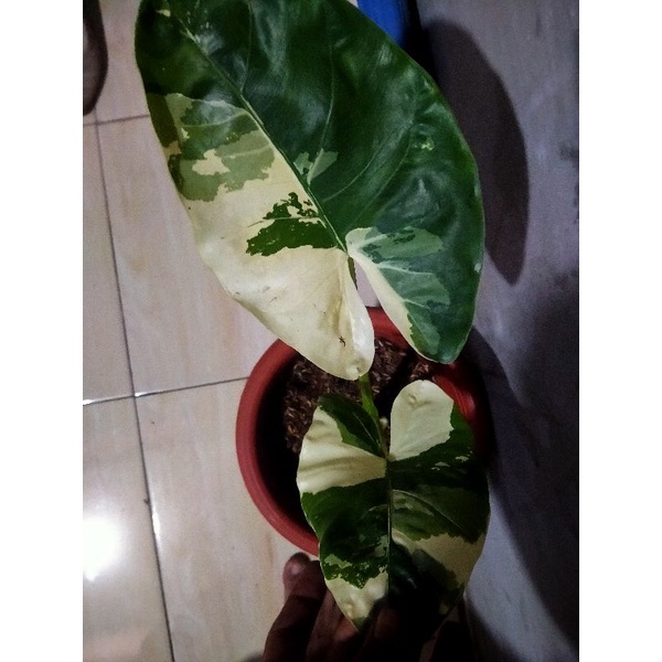 Jual tanaman hias sente varigata | Shopee Indonesia