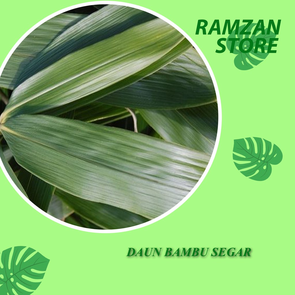 Jual DAUN BAMBU BESAR DAN SEGAR ISI 100 LEMBAR | Shopee Indonesia