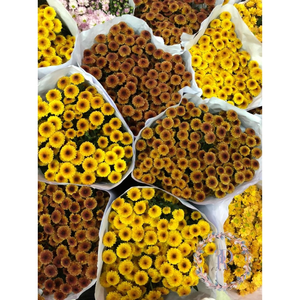 Jual Bunga Calimero | Shopee Indonesia