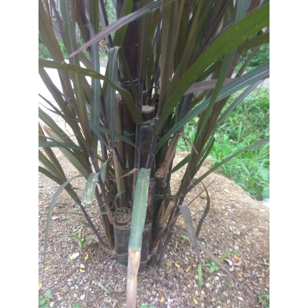 Jual tebu ireng atau tiwu hitam per 1 kg | Shopee Indonesia