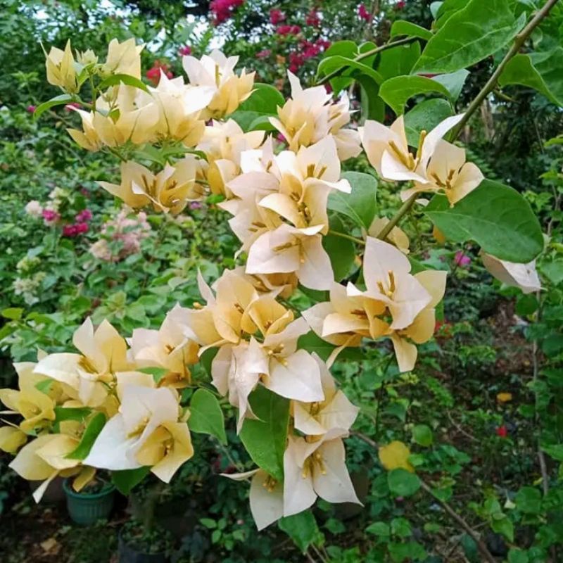 Jual Tanaman Bunga Bougenville Asli Kuning Survena Cantik | Shopee ...
