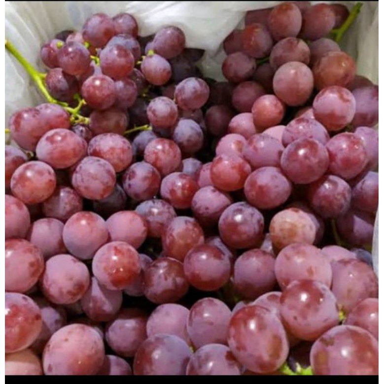 Jual ANGGUR RED GLOBE FRESH 1KG | Shopee Indonesia