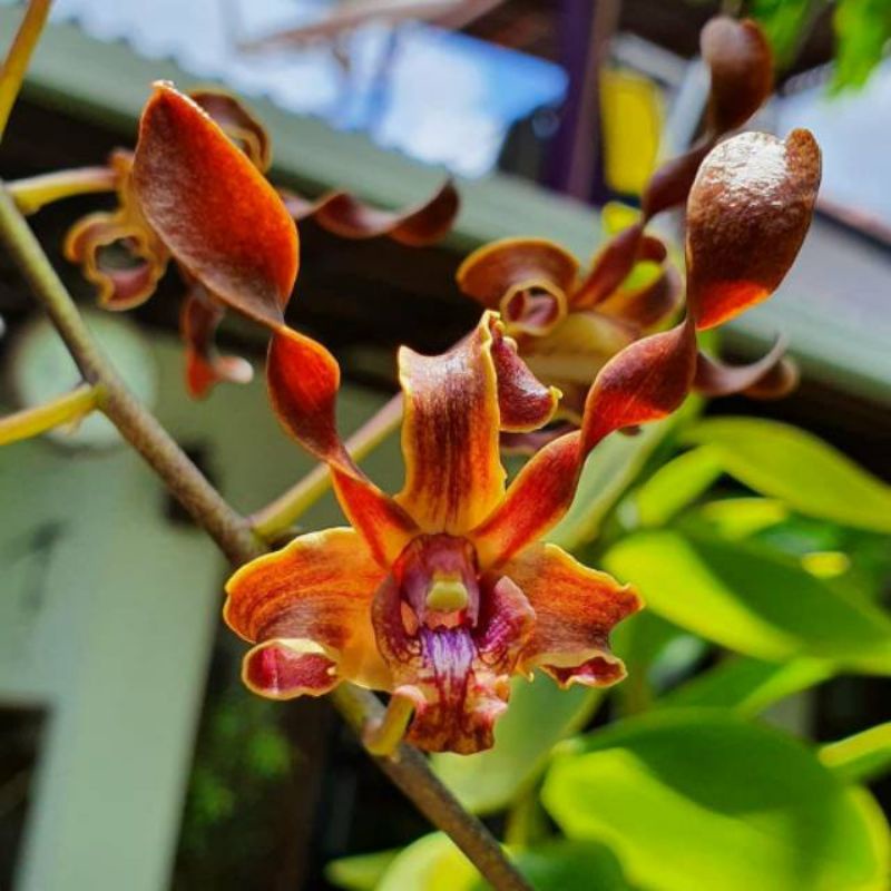 Jual Anggrek dendrobium Vian seedling | Shopee Indonesia