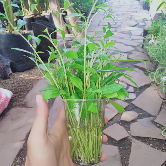 Jual Likuanyu ( stekan ) | Shopee Indonesia