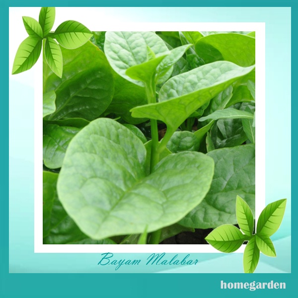 Jual Bibit Bayam Malabar Benih Bayam Hijau Malabar Bibit Tanaman ...