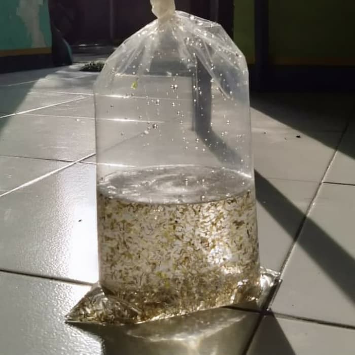 Jual Promo Spesial JENTIK NYAMUK/ENCU/KECU HIDUP UNTUK PAKAN IKAN HIAS ...