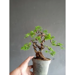 Jual Bonsai Cemara Terlengkap & Harga Terbaru Mei 2024 | Shopee Indonesia