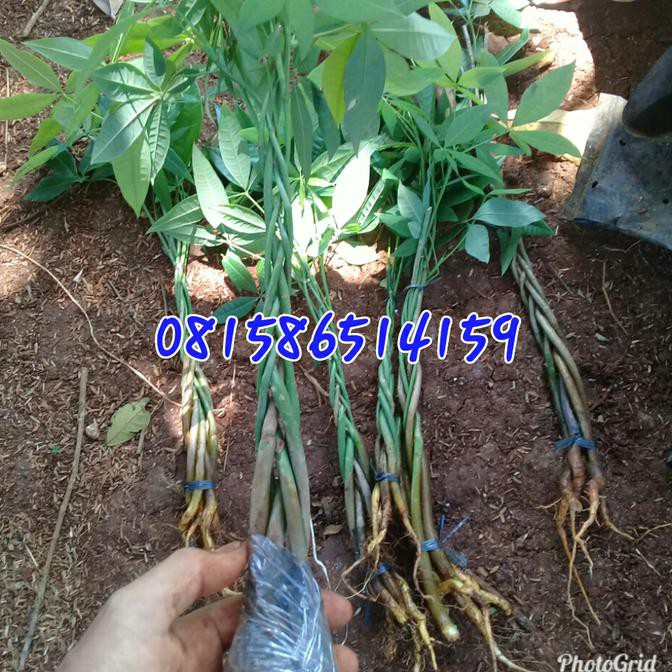 Jual PUSAT BENIH TERLENGKAP. POHON PACIRA KUNCIR 5 BATANG SE SHOPEE ...