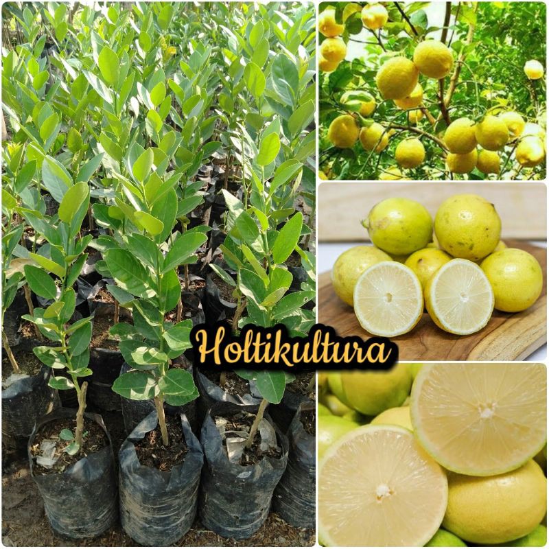 Jual Bibit jeruk lemon Bella bibit | Shopee Indonesia