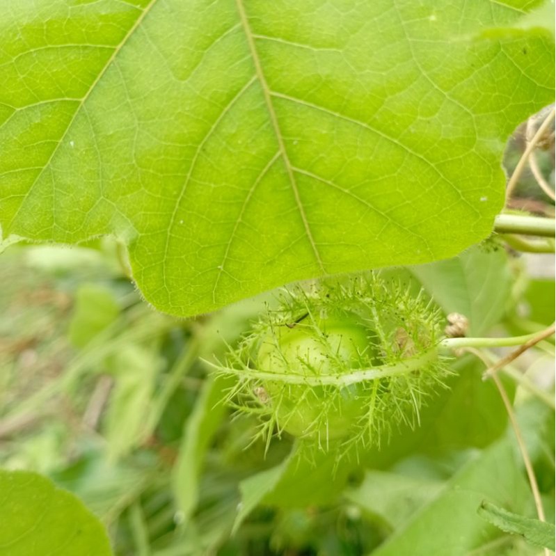 Jual Daun Rambusa/Cermot Segar (200 Gram) | Shopee Indonesia