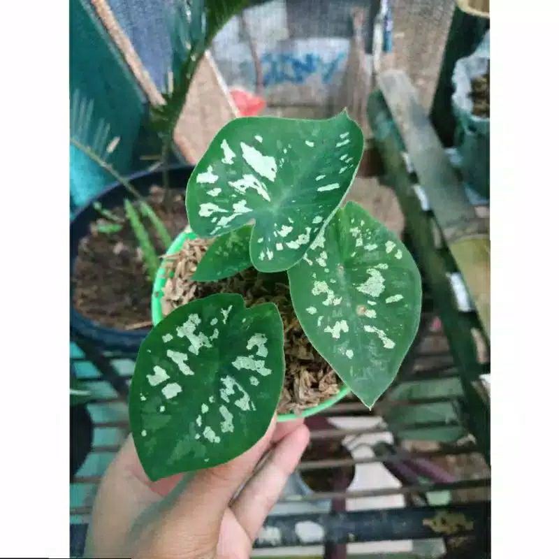 Jual Caladium Army Lokal /Tanaman Hias | Shopee Indonesia